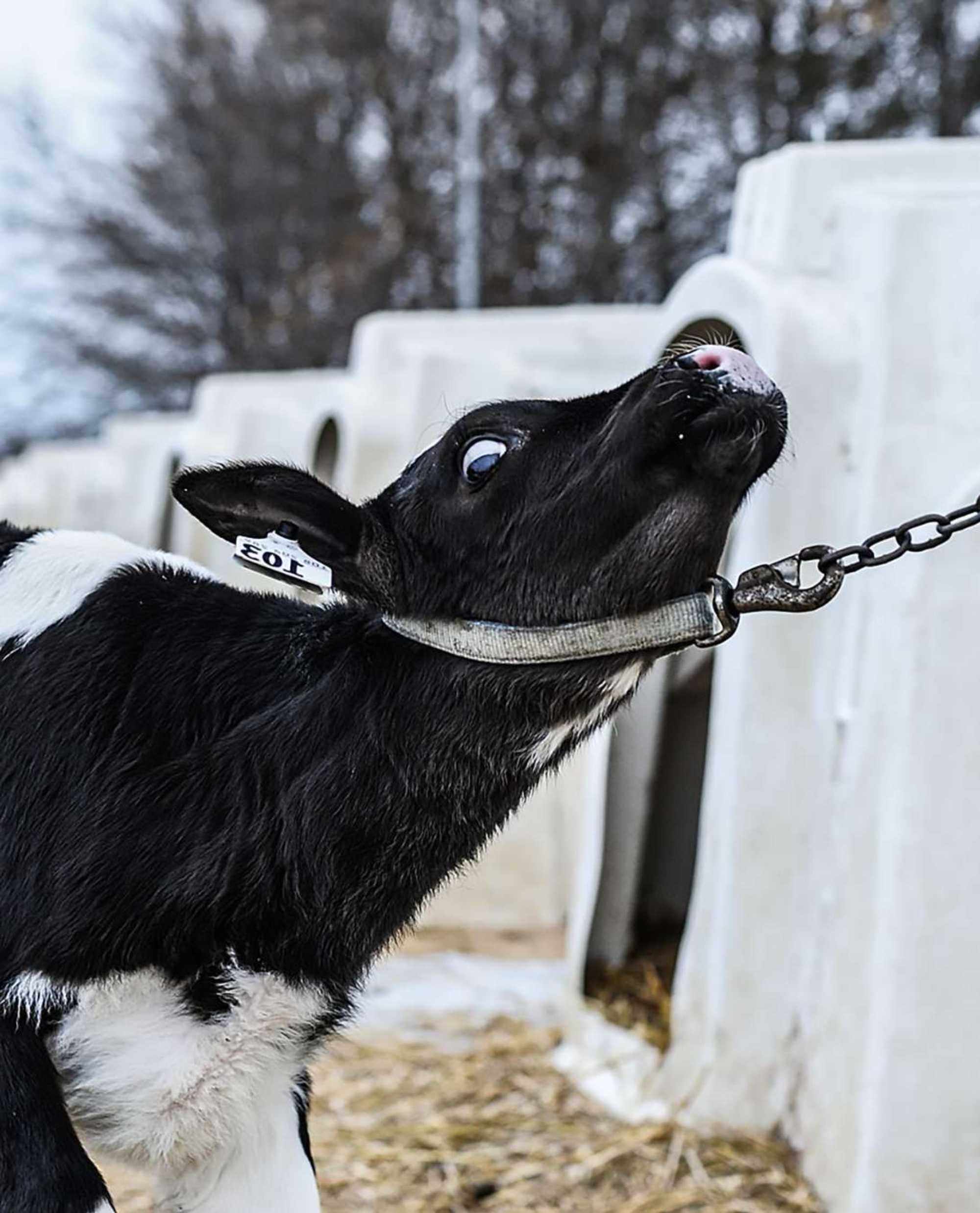 Protect Baby Cows from Solitary Confinement