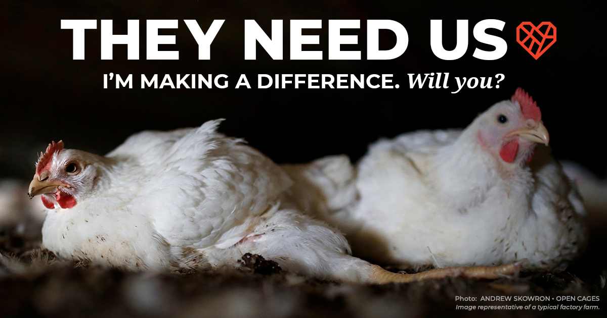 Donate to The Humane League