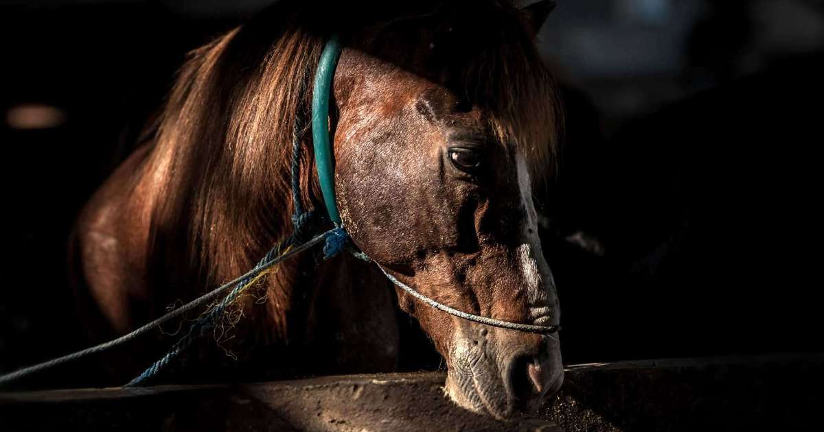 Protect Horses From Being Trucked to Brutal Slaughter