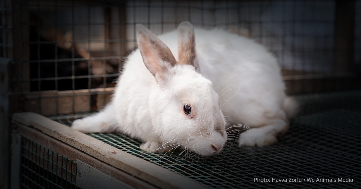 Keep Rabbits Out of Factory Farms - Take Action